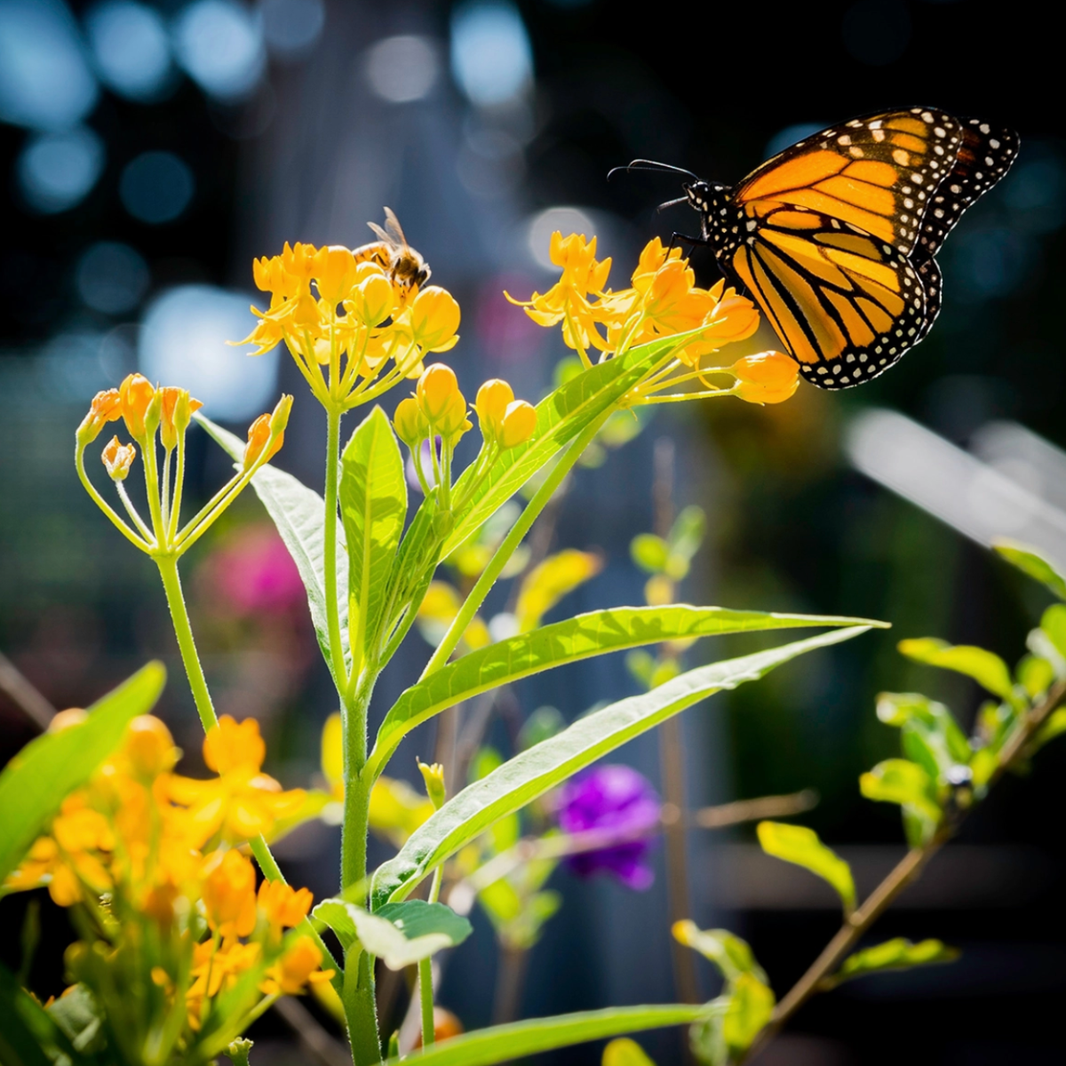 Pollinator's Flower Seed Grow Kit – Bene Gifts Hollister